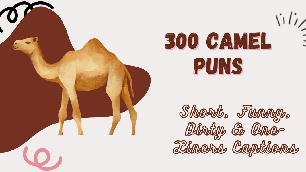 300 Camel Puns: Short, Dirty, Funny One Liners & Captions For Instagram ...